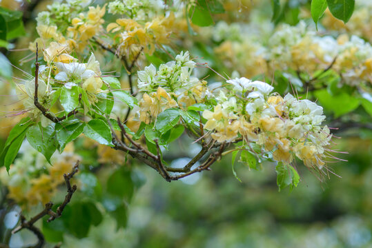รูปภาพCrateva – เลือกดูภาพถ่ายสต็อก เวกเตอร์ และวิดีโอ198 | Adobe Stock
