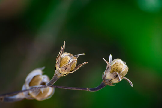 Afbeeldingen over "Budding Flowers" – Blader in stockfoto's, vectoren ...