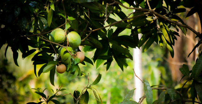 Chikku Images – Browse 97 Stock Photos, Vectors, and Video | Adobe Stock