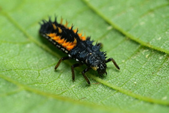 Imágenes de Larwa: descubre bancos de fotos, ilustraciones, vectores y ...