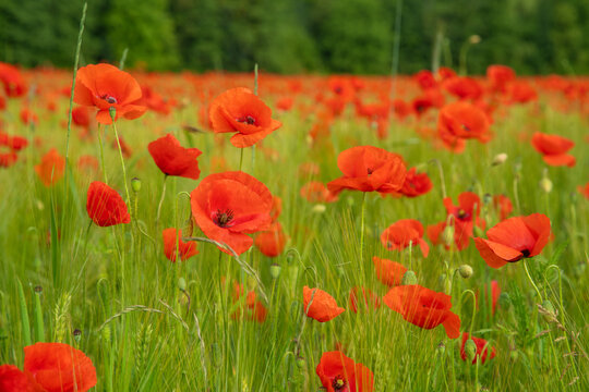 รูปภาพMohnblumenfeld – เลือกดูภาพถ่ายสต็อก เวกเตอร์ และวิดีโอ1,493 ...