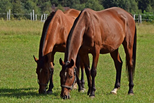 DIE 2,239 BESTEN BILDER, STOCK-FOTOS UND -VEKTORGRAFIKEN ZU „Koni ...