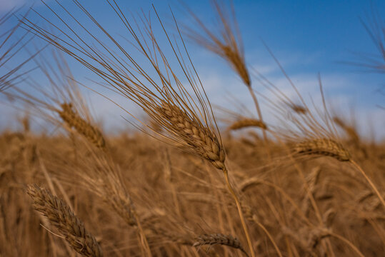 "Spiga Di Grano" Images – Browse 519 Stock Photos, Vectors, and Video ...