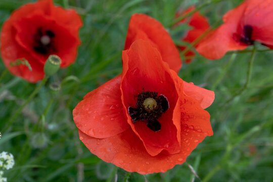 National Flower Belgium | Best Flower Site