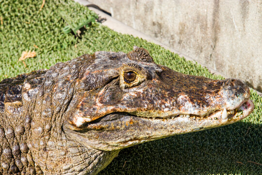 Spectacled Caiman Images – Browse 1,675 Stock Photos, Vectors, and ...