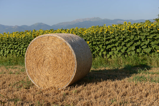 「Rotoballe」の画像 - 526 件の Stock 写真、ベクターおよびビデオ | Adobe Stock
