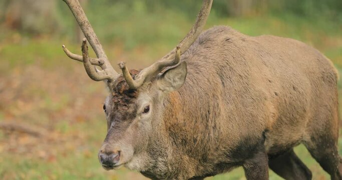 "Red Deer" Images – Browse 80,374 Stock Photos, Vectors, and Video ...
