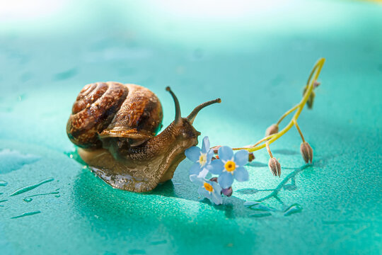 Snail Bed Bilder – Durchsuchen 722 Archivfotos, Vektorgrafiken und ...