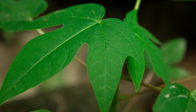 Green Tree Of Papaya Images – HD & 4K Photos Free to Download | PikWizard