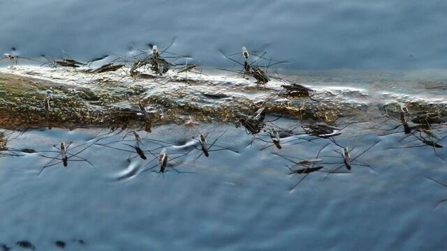 "Water Spider" Billeder – Gennemse 308 stockfotos, vektorer og videoer ...