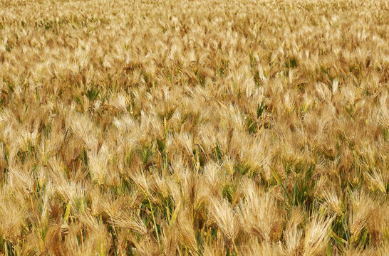 Fructification bilder – Bläddra bland 2,681 stockfoton, vektorer och ...