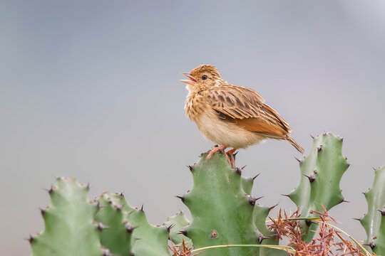 "Bush Lark"-Bilder: Stock-Fotos & -Videos. | Adobe Stock