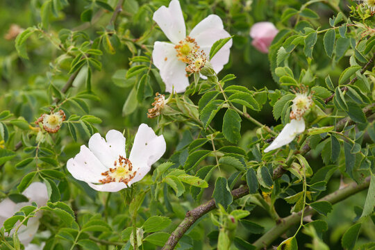 รูปภาพBuschrose – เลือกดูภาพถ่ายสต็อก เวกเตอร์ และวิดีโอ283 | Adobe Stock