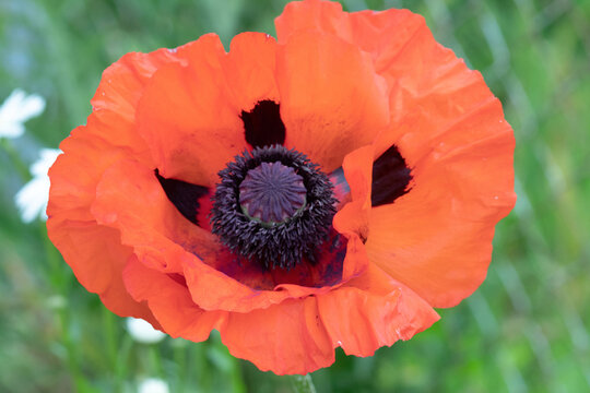 "Poppy Straw" Bilder – Durchsuchen 1,105 Archivfotos, Vektorgrafiken ...