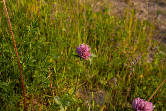 Red-Clover Images – Browse 61 Stock Photos, Vectors, and Video | Adobe ...
