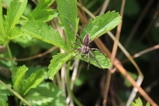 รูปภาพMoskito – เลือกดูภาพถ่ายสต็อก เวกเตอร์ และวิดีโอ2,809 | Adobe Stock