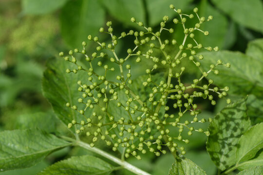「Hollunder」の写真素材 | 522件の無料イラスト画像 | Adobe Stock
