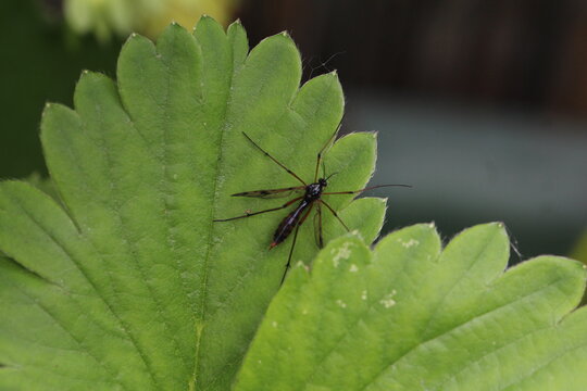 Blattoptera Bilder – Durchsuchen 111 Archivfotos, Vektorgrafiken und ...