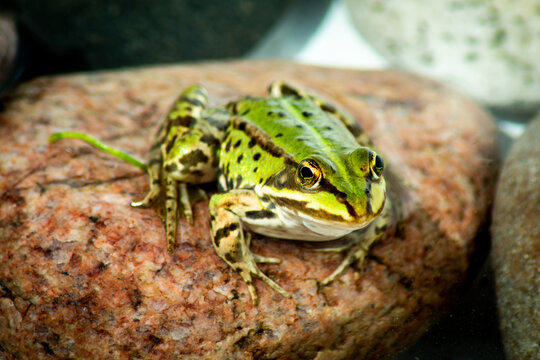 รูปภาพSalientia – เลือกดูภาพถ่ายสต็อก เวกเตอร์ และวิดีโอ5,348 | Adobe Stock