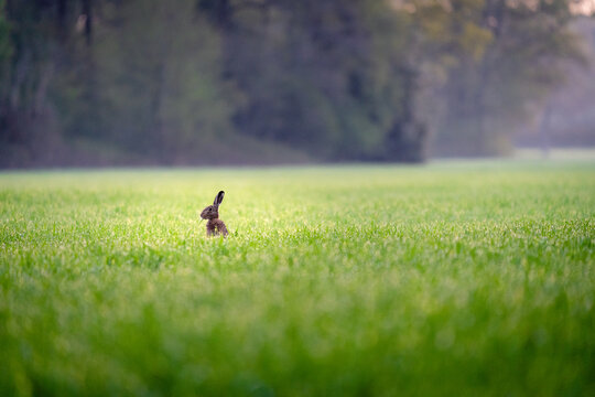 Kanickel-Bilder: Stock-Fotos & -Videos. | Adobe Stock