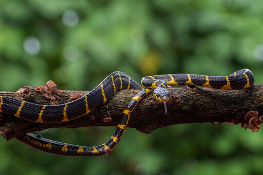 รูปภาพDendrophilia – เลือกดูภาพถ่ายสต็อก เวกเตอร์ และวิดีโอ93 | Adobe Stock