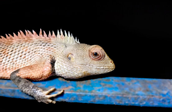 "Indian Lizard" Images – Browse 29 Stock Photos, Vectors, and Video ...