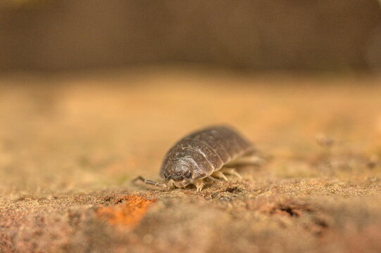 Chanchito Images – Browse 61 Stock Photos, Vectors, and Video | Adobe Stock