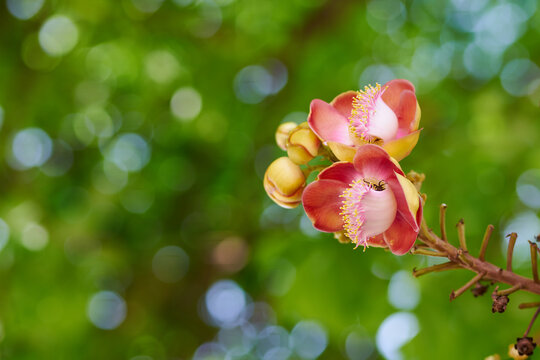 "Sal Tree" Images – Browse 1,889 Stock Photos, Vectors, and Video ...