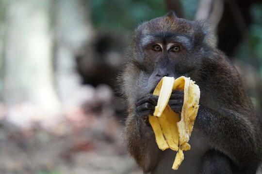 Javaneraffen Bilder – Durchsuchen 657 Archivfotos, Vektorgrafiken und ...