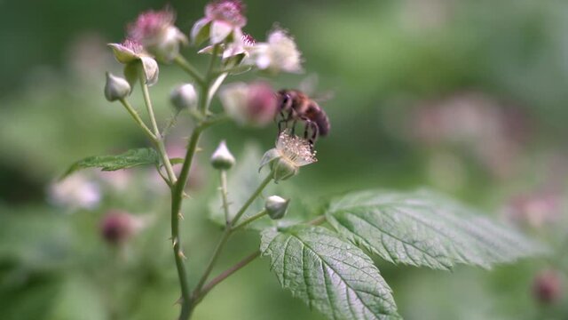 "Flowering Raspberry" Images – Browse 183 Stock Photos, Vectors, and ...