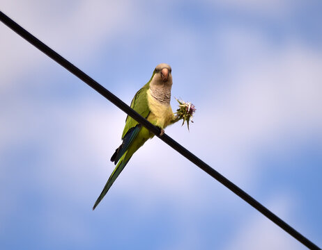 รูปภาพCotorra – เลือกดูภาพถ่ายสต็อก เวกเตอร์ และวิดีโอ4,284 | Adobe Stock