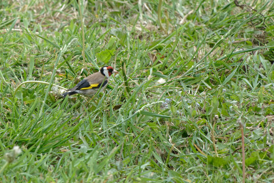รูปภาพGranivore – เลือกดูภาพถ่ายสต็อก เวกเตอร์ และวิดีโอ2,308 | Adobe Stock