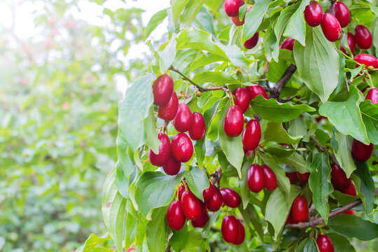 Dogberry-Tree Bilder – Durchsuchen 262 Archivfotos, Vektorgrafiken und ...