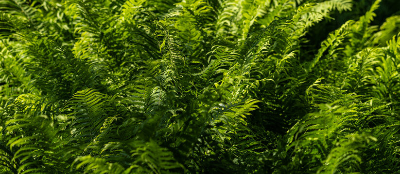 รูปภาพPteridopsida – เลือกดูภาพถ่ายสต็อก เวกเตอร์ และวิดีโอ1,800 ...