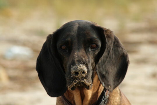 「Limer」の画像 - 1,016 件の Stock 写真、ベクターおよびビデオ | Adobe Stock
