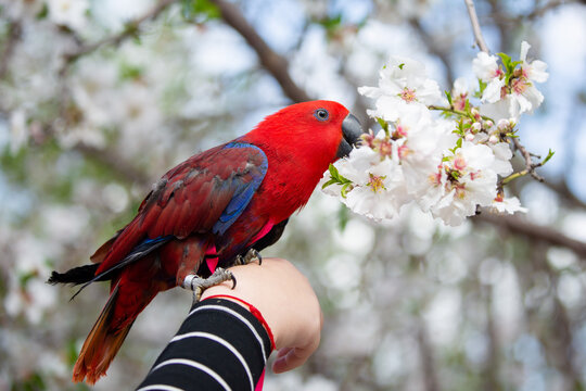 "Eclectus Parrot" Images – Browse 1,631 Stock Photos, Vectors, and ...