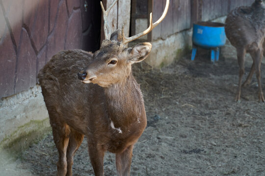Hurt Zoo Animal Bilder – Durchsuchen 979 Archivfotos, Vektorgrafiken ...
