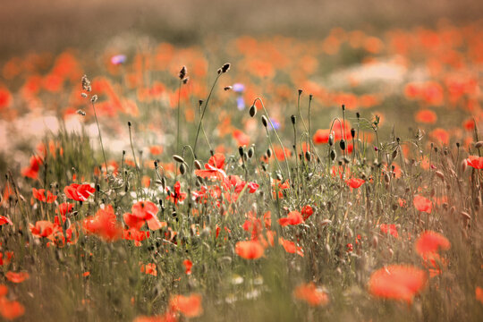 Mohnblumenfeld Зображення — огляд 1,493 Стокові фото, векторні ...