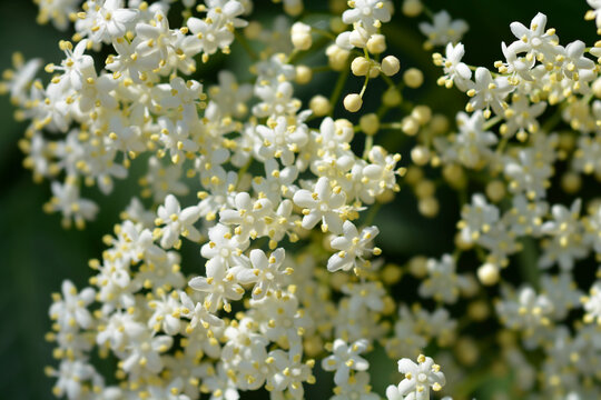 รูปภาพ"Common Elder" – เลือกดูภาพถ่ายสต็อก เวกเตอร์ และวิดีโอ7,030 ...