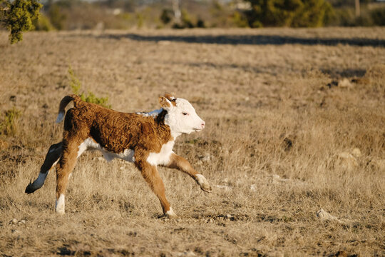 Running Baby Animals