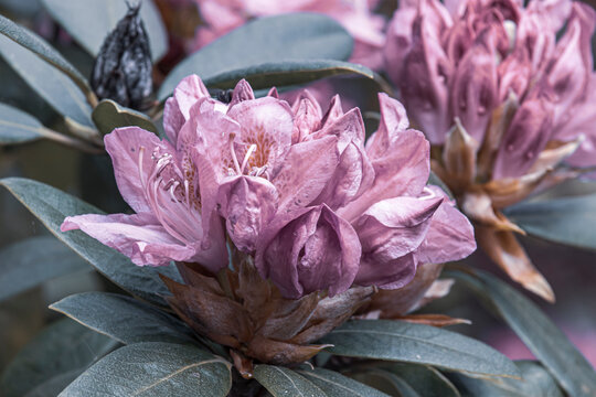 "Pink Azalea" Bilder – Durchsuchen 531 Archivfotos, Vektorgrafiken und ...