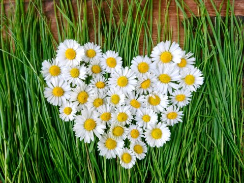 "Daisy Heart" Images – Browse 88 Stock Photos, Vectors, and Video ...