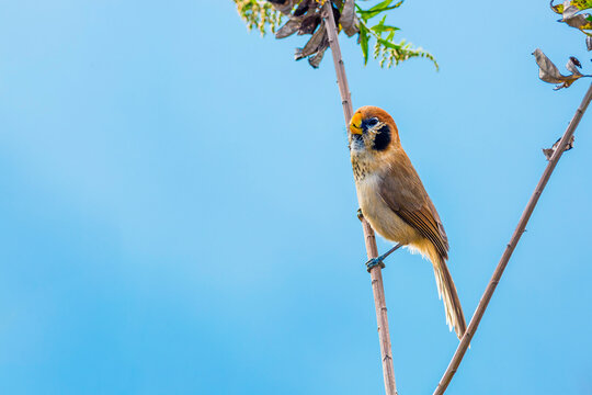 รูปภาพParrotbill – เลือกดูภาพถ่ายสต็อก เวกเตอร์ และวิดีโอ511 | Adobe Stock