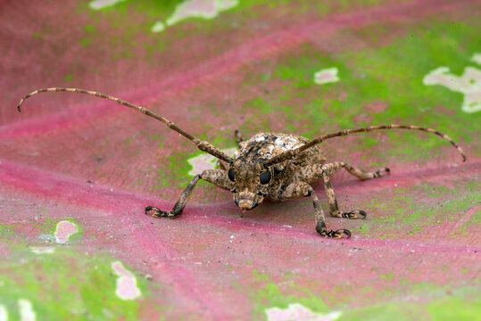 รูปภาพBettle – เลือกดูภาพถ่ายสต็อก เวกเตอร์ และวิดีโอ626 | Adobe Stock