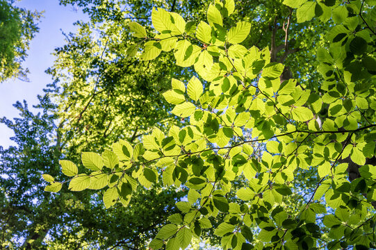 Buchenbaum bilder – Bläddra bland 325 stockfoton, vektorer och videor ...
