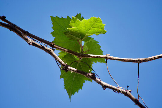 Grapevine Images – Browse 1,308,146 Stock Photos, Vectors, and Video ...