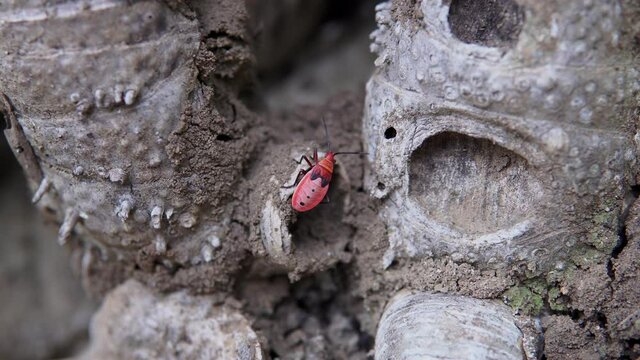 Man-Faced Images – Browse 30 Stock Photos, Vectors, and Video | Adobe Stock