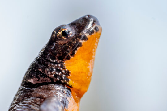 Batracien Bilder – Durchsuchen 1,301 Archivfotos, Vektorgrafiken und ...