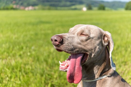 "Pointing Dog"-Bilder: Stock-Fotos & -Videos. | Adobe Stock