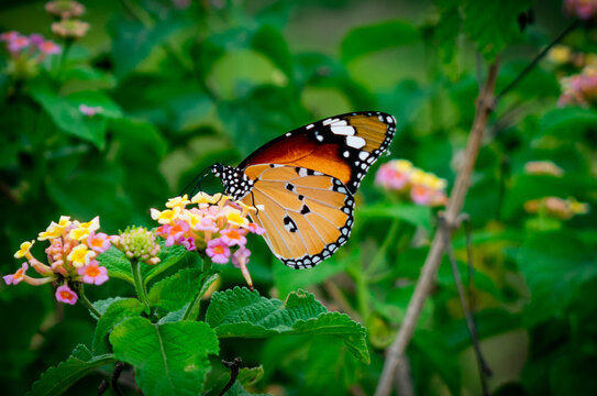 SWAGATAM photos, images, assets | Adobe Stock